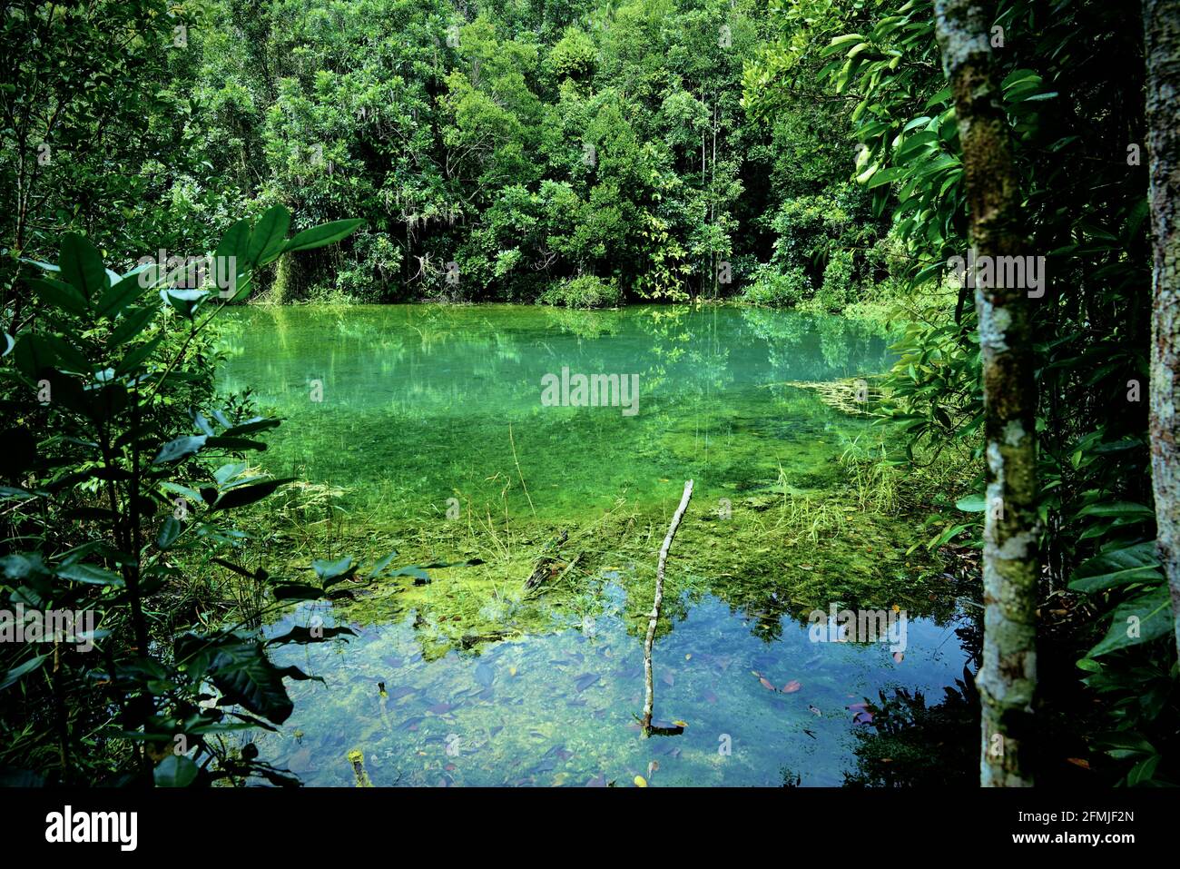 Beautiful view of the green lake reflected by trees Stock Photo - Alamy