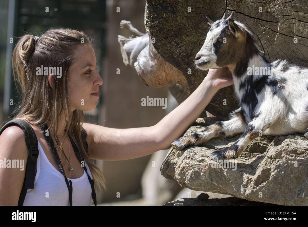 Goat standing on a person hi-res stock photography and images - Alamy