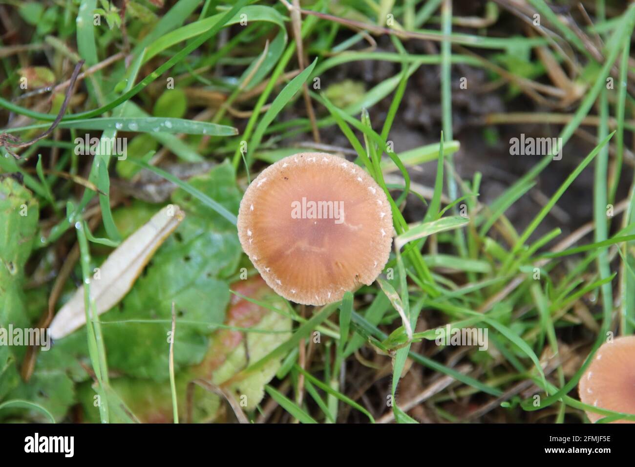 Diversity color mushroom cap hi-res stock photography and images - Alamy