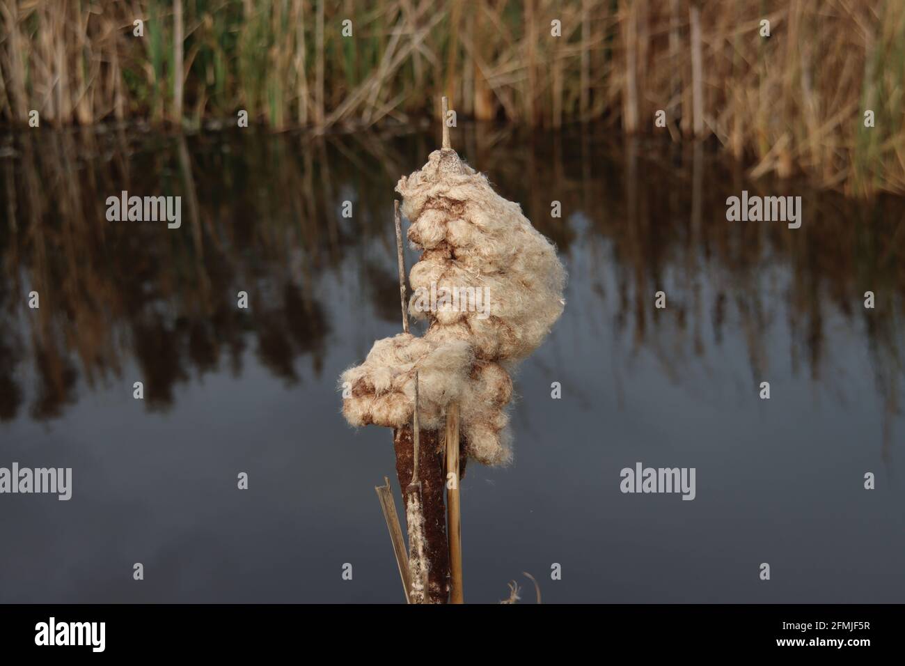 cattail fruit over flowered in autumn in Park Hitland in Nieuwerkerk ...