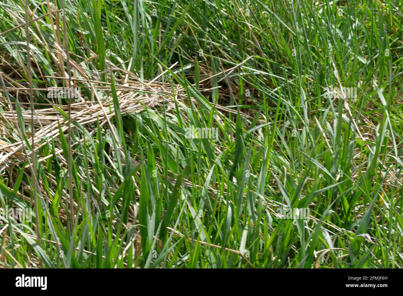 Natural view of green grasses growing in a field Stock Photo - Alamy