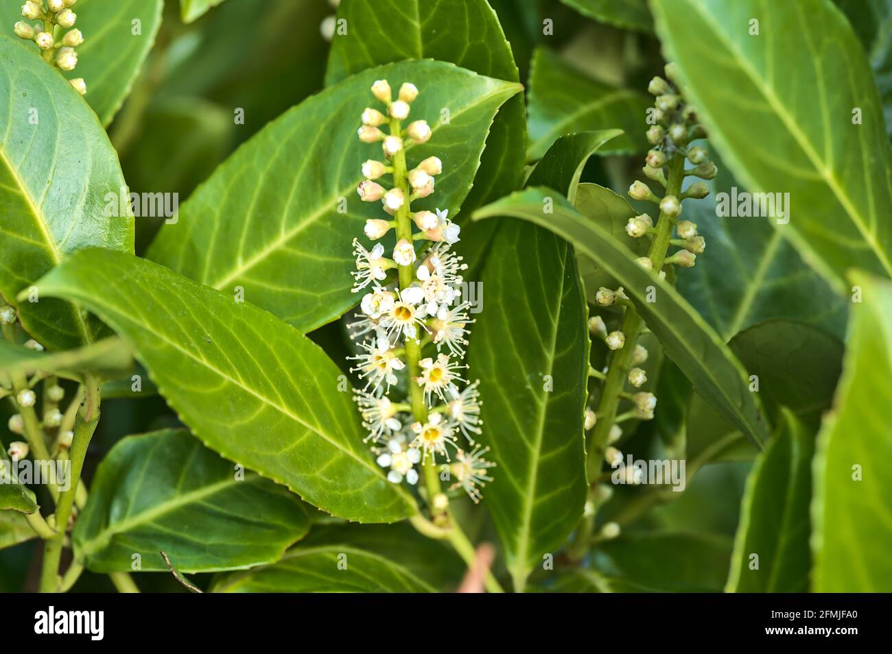 Prunus Laurocerasus Common Laurel Cherry Laurel High Resolution Stock ...