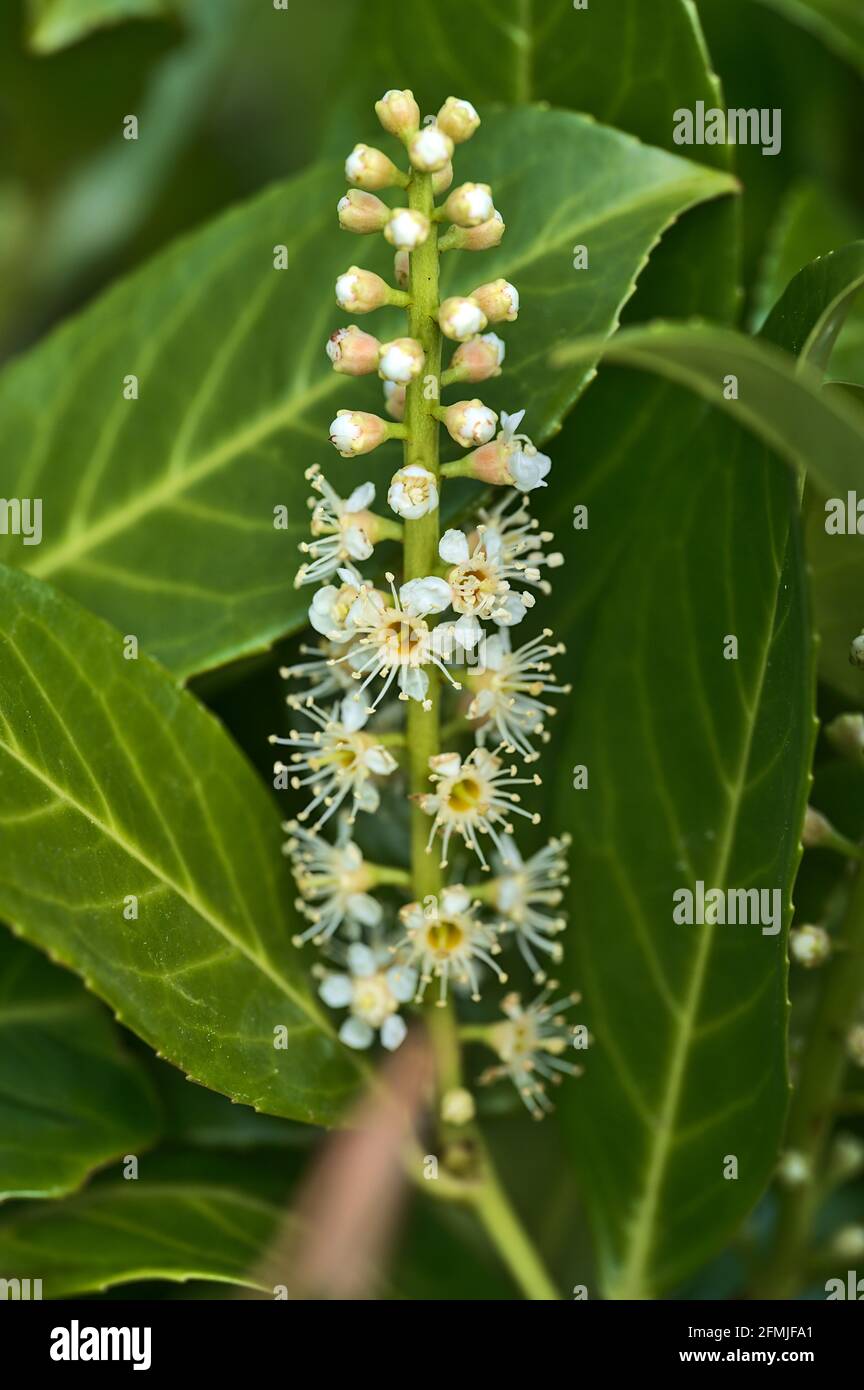 Prunus Laurocerasus Common Laurel Cherry Laurel High Resolution Stock ...