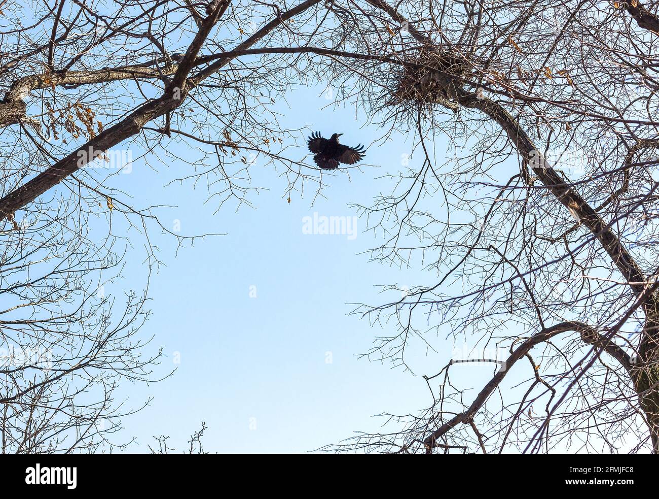 Low angle shot of a black flying rook and dry trees with a nest in a ...