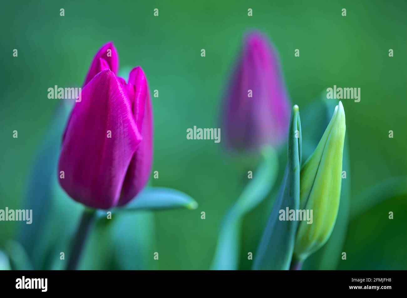 Beautiful Profile Pictures Flowers