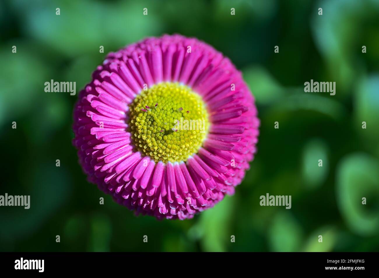 Beautiful closeup centered view of spring yellow stigma of single pink ...