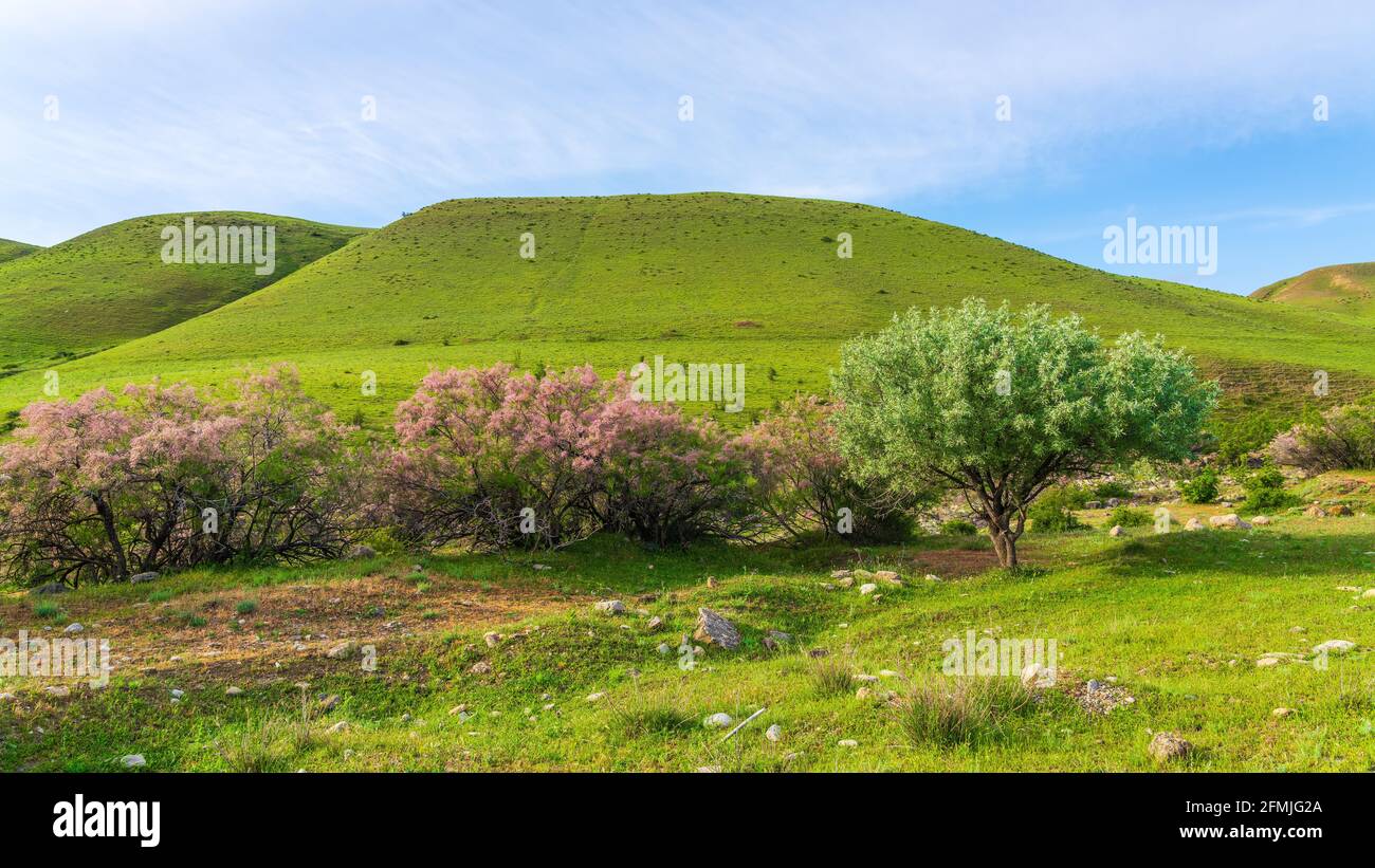 Tamarisk tree desert hi-res stock photography and images - Alamy