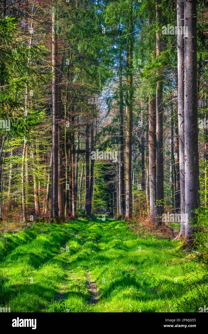 Path in the green summer forest. Beautiful nature background concept ...