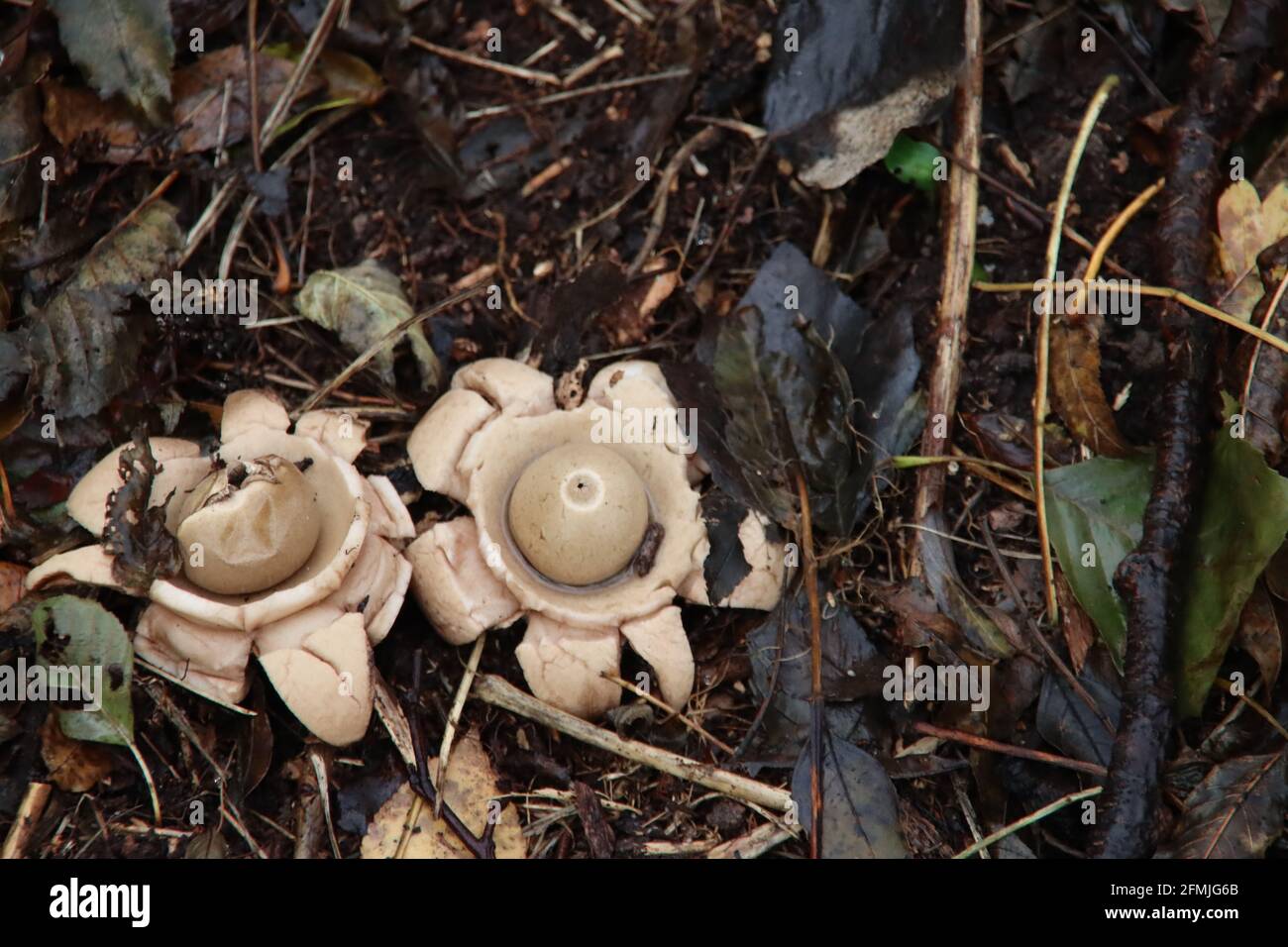 Earth Star Mushroom High Resolution Stock Photography and Images - Alamy