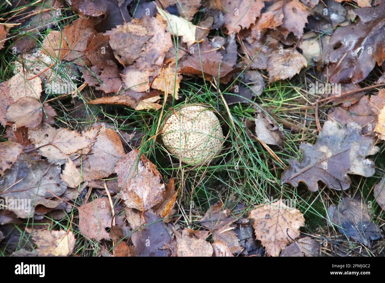 Scaly bundle fungus in the botanic garden in capelle aan den IJssel ...