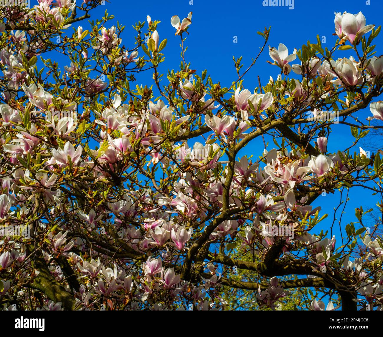 Magnolia liliiflora hi-res stock photography and images - Alamy