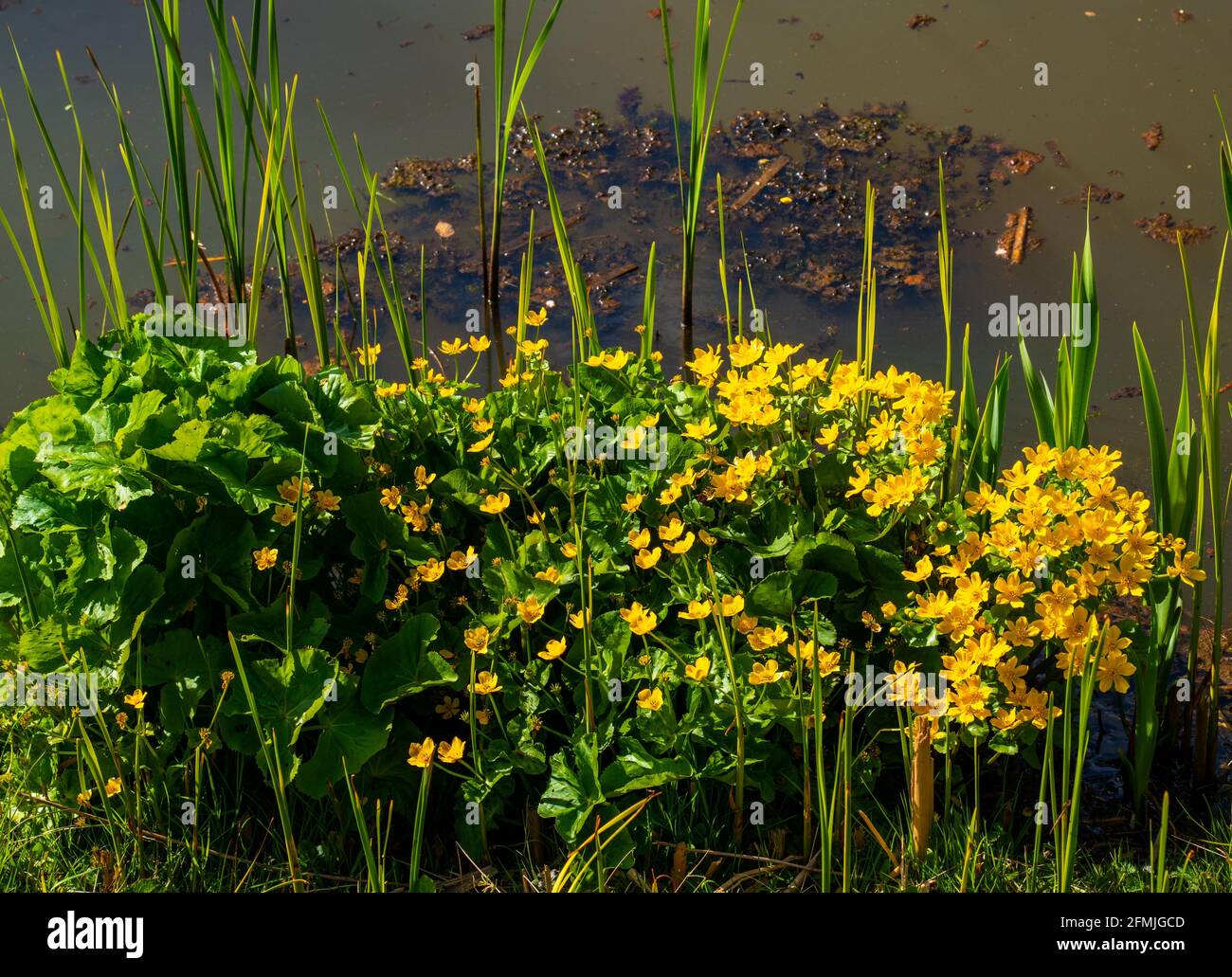 Close up of Marsh marigold (Caltha palustris Stock Photo - Alamy