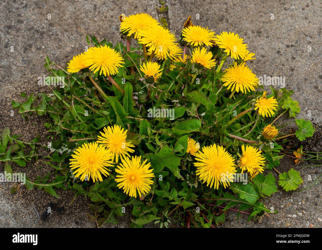 Summer weed hi-res stock photography and images - Alamy