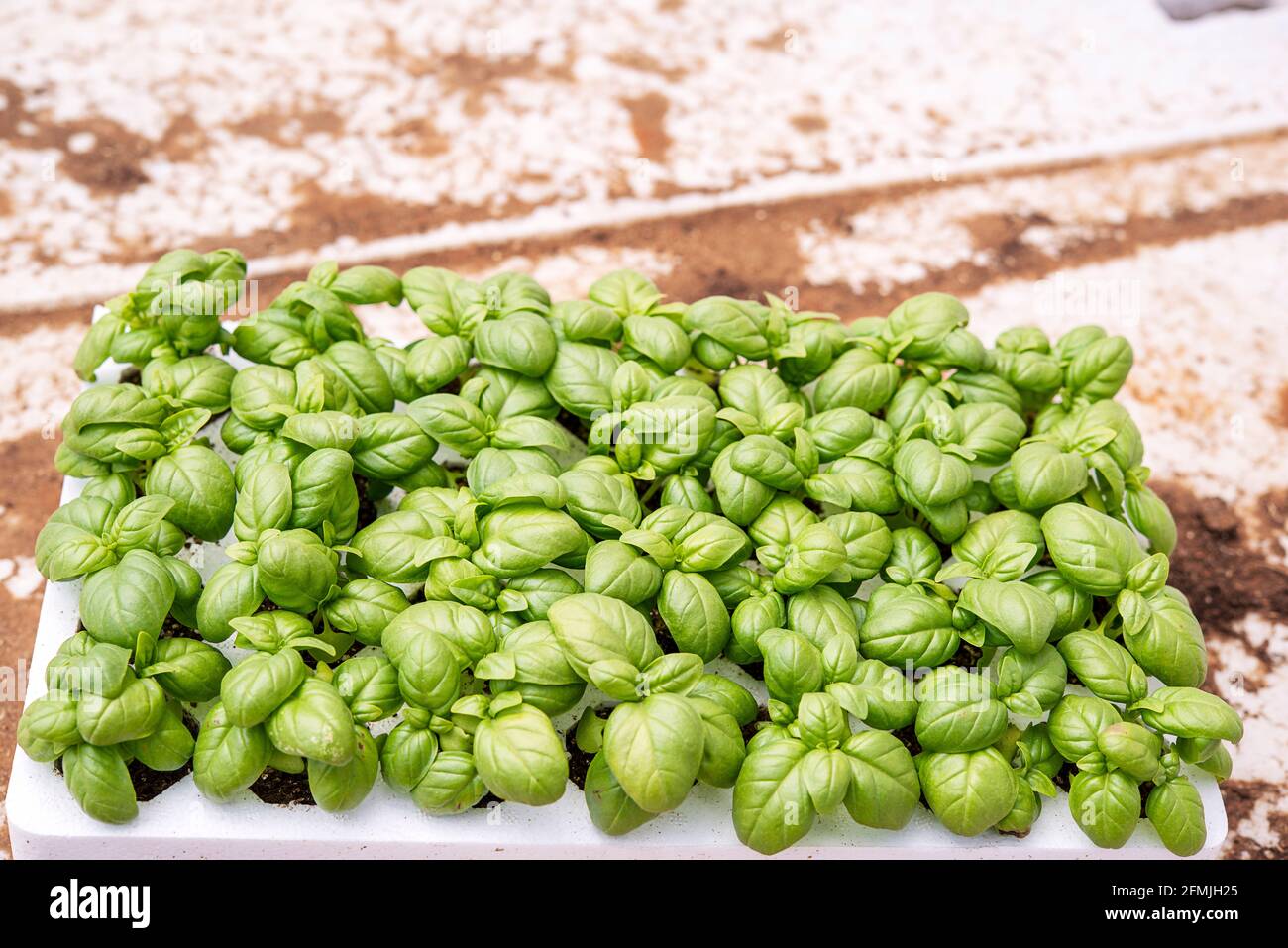spring basil seedlings to transplant for the vegetable garden Stock ...