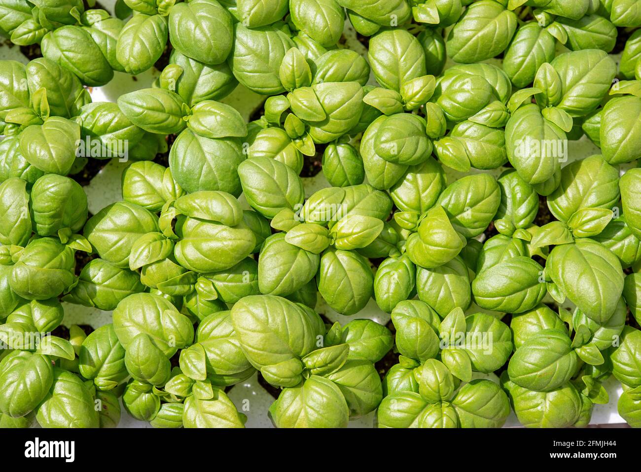photograph of a pattern of green spring basil leaves Stock Photo - Alamy