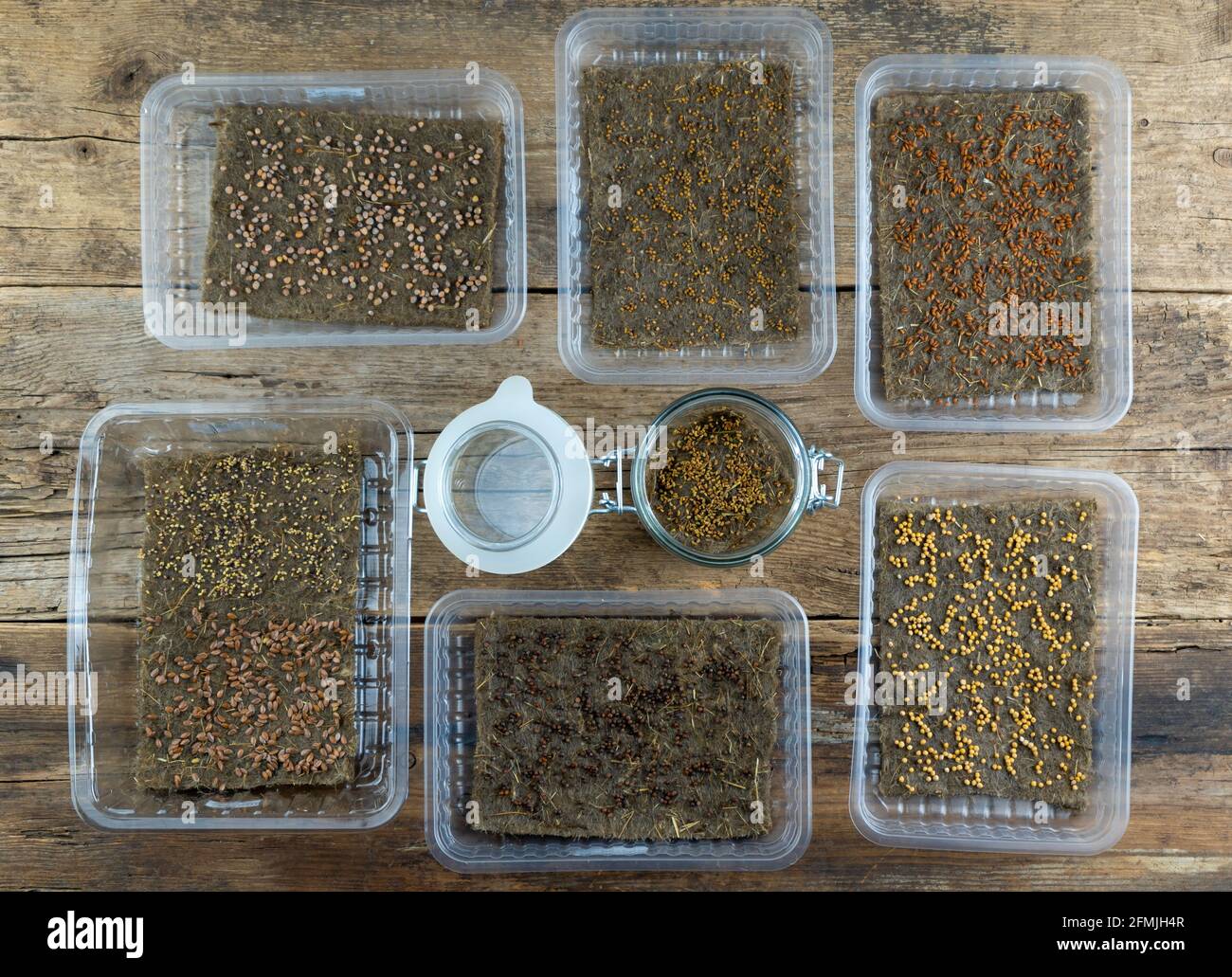 Grow microgreen. A set of seeds of different plants in plastic boxes ...