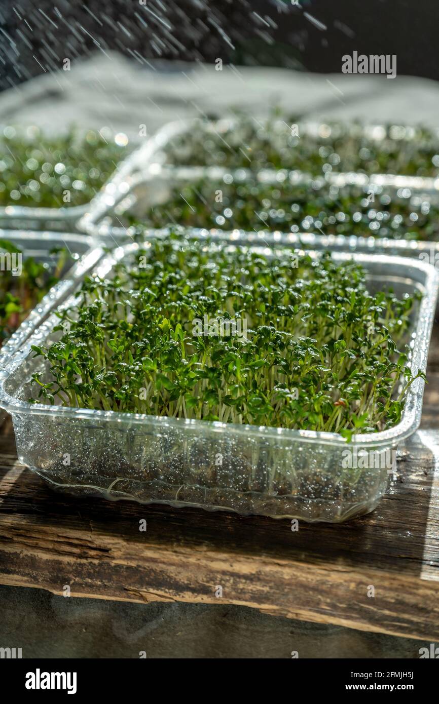 Microgreen background. Sprouted watercress sprouts. Urban gardening ...
