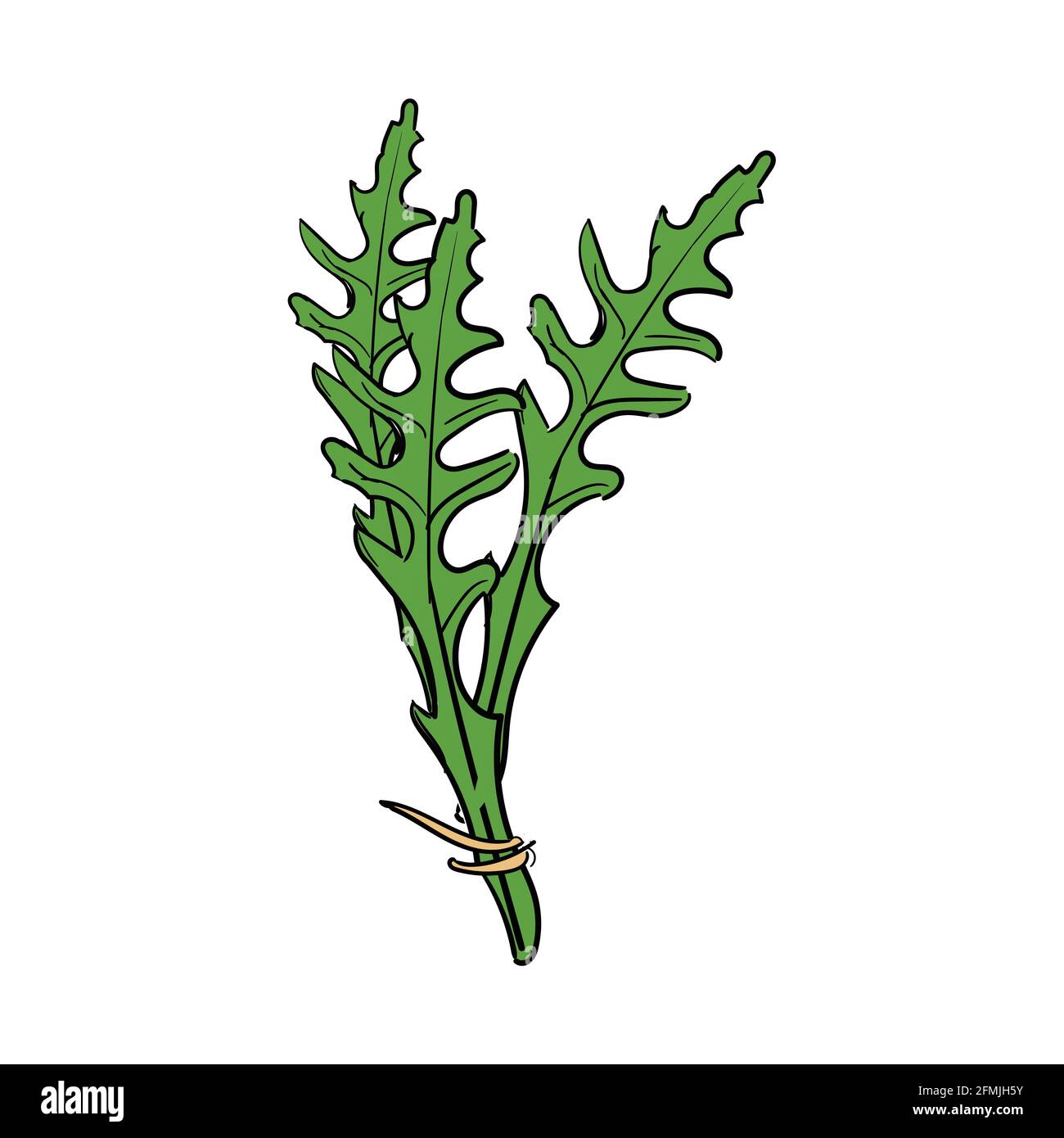 Fresh arugula leaves hand drawn sketch isolated on white background ...