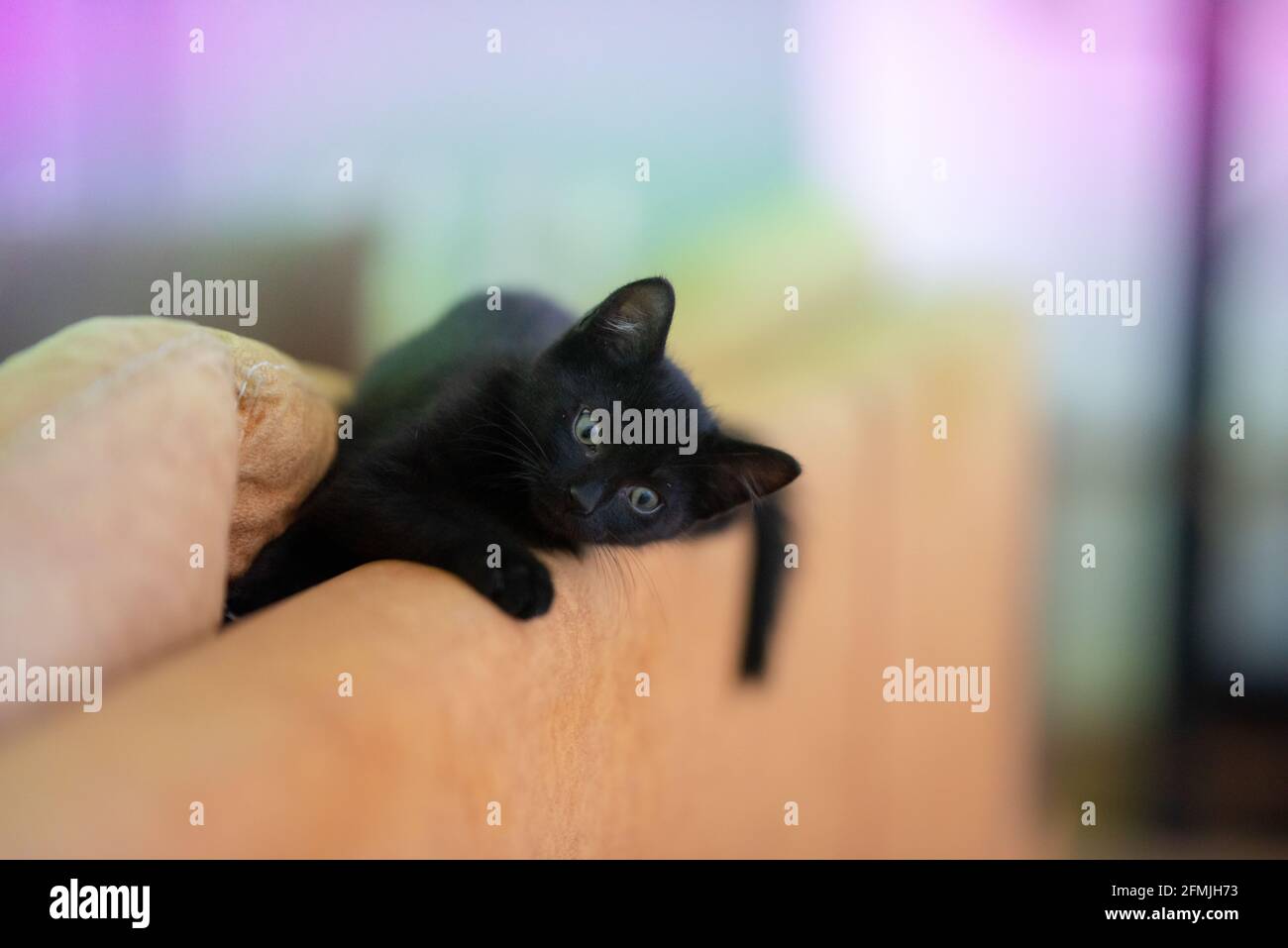 Curious black kitten looking up isolated background Stock Photo - Alamy