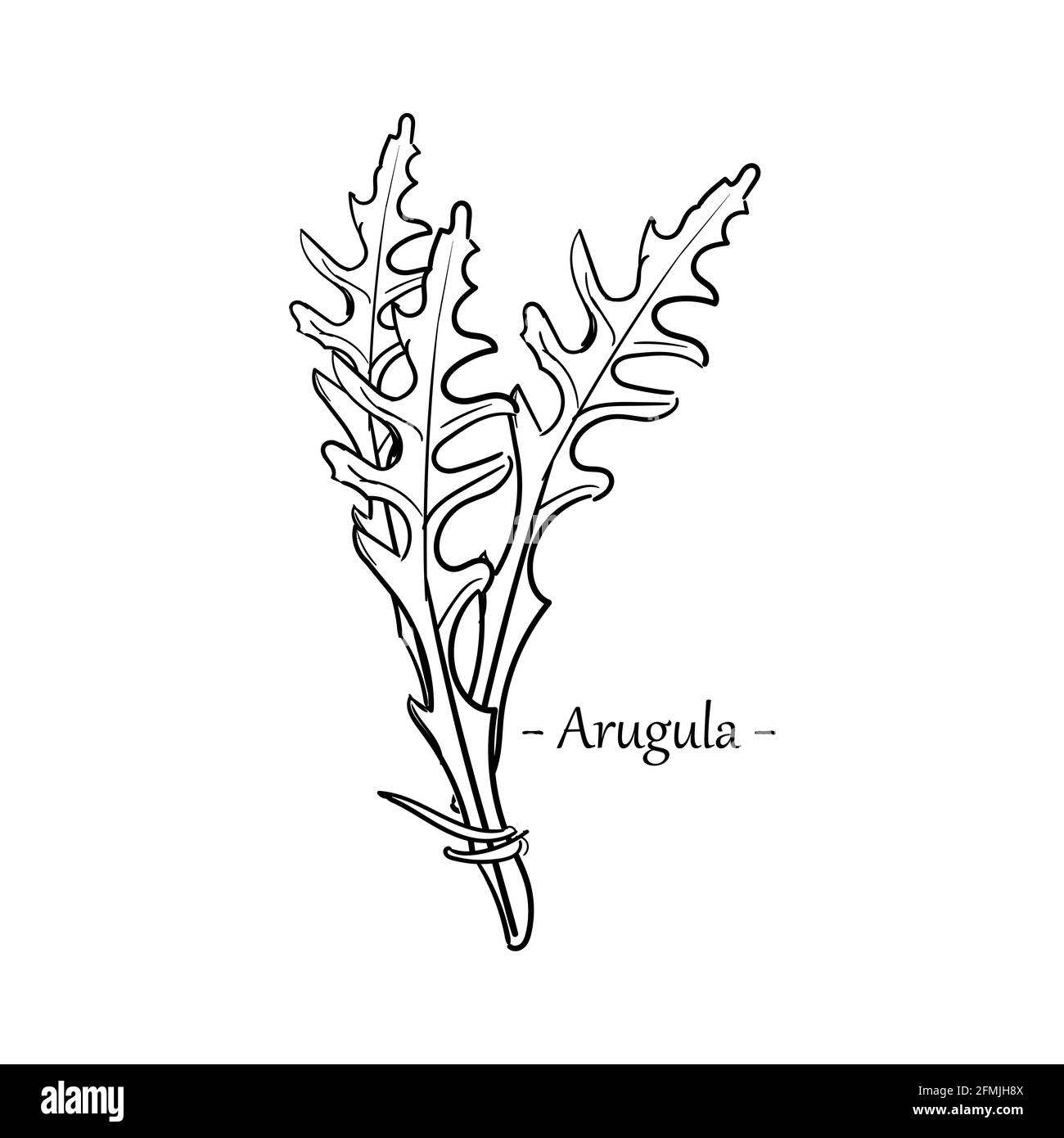 Fresh arugula leaves hand drawn sketch isolated on white background ...
