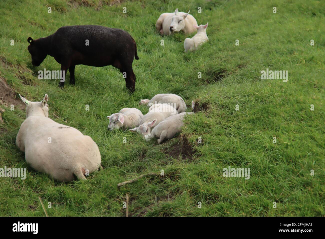 lambs lie lazily along the side of the ditch with adult sheep Stock ...