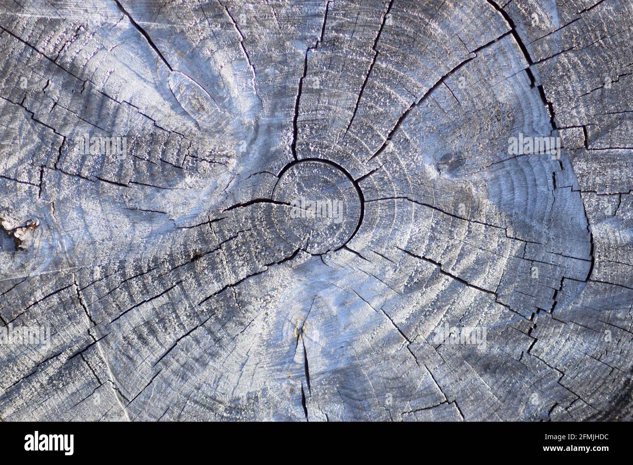 Tree Rings & Cracks #2 Stock Photo - Alamy