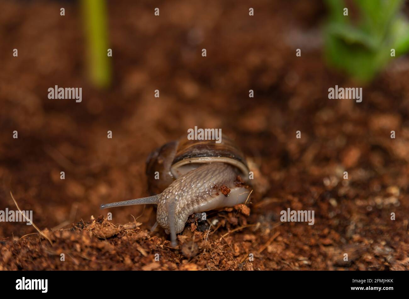 Snail in orange soil with green grass fresh stalk Stock Photo - Alamy
