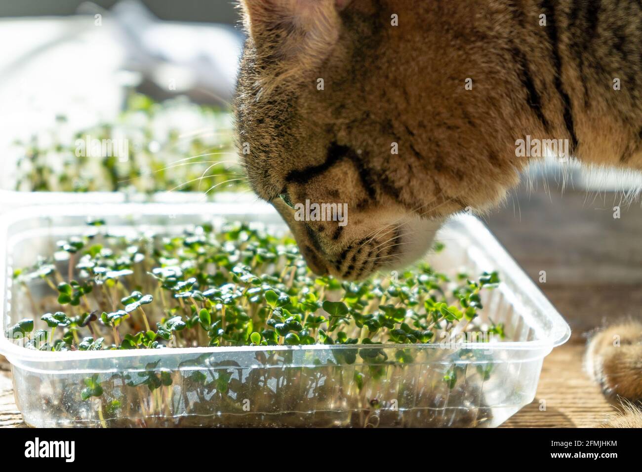 Germination trays on windowsill hi-res stock photography and images - Alamy