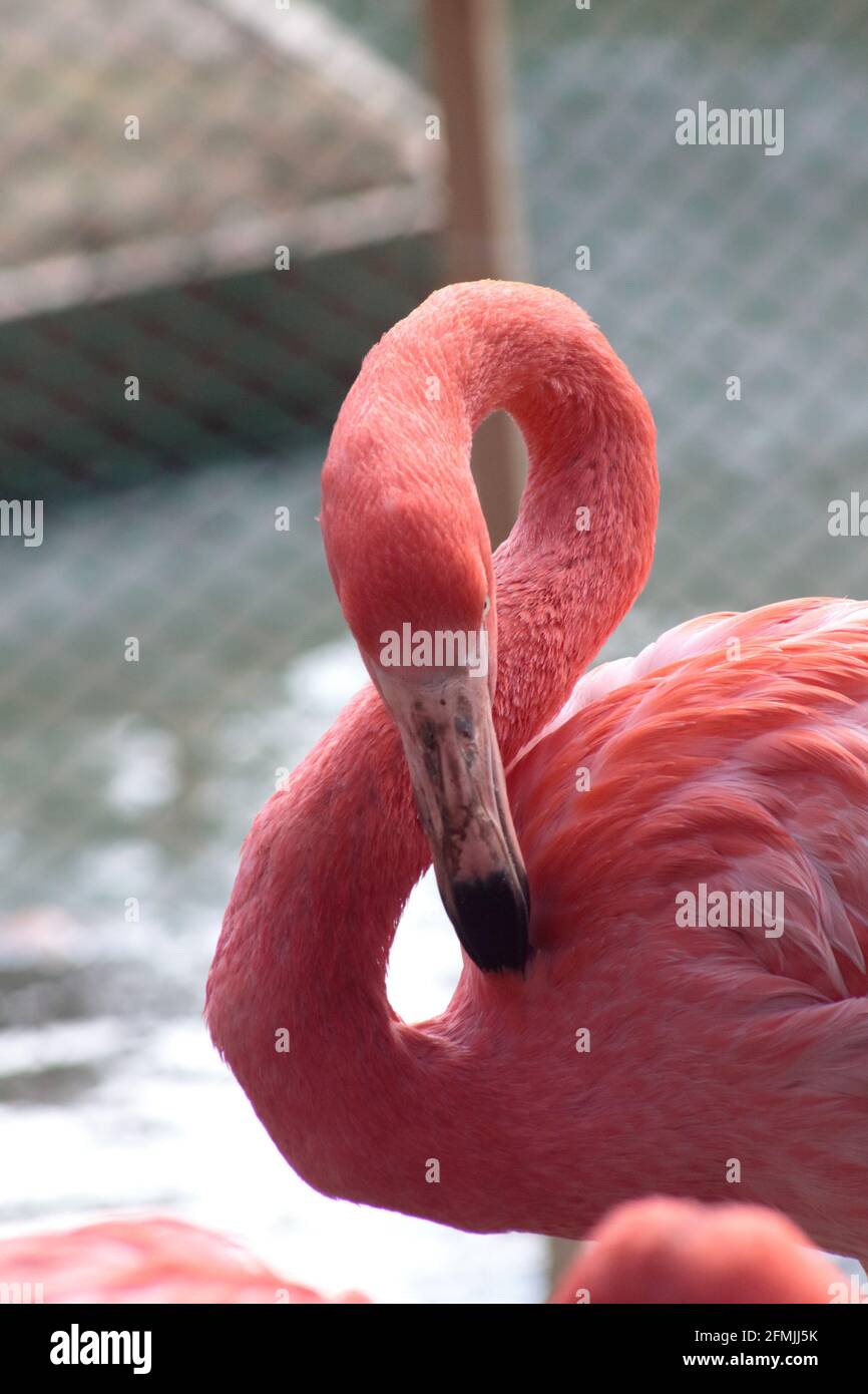 Wildlife concept - close up portrait of pink flamingo in the zoo Stock ...