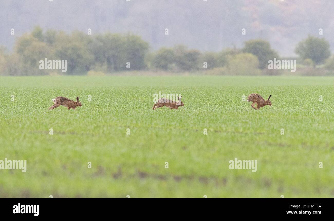 Hares running across an arable crop field - Scotland, UK Stock Photo ...