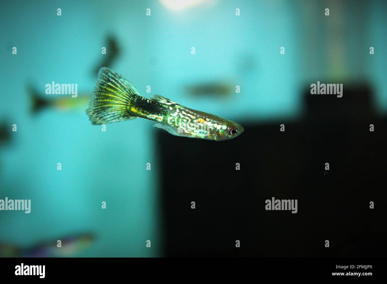 Closeup shot of a guppy fish in an aquarium with green background Stock ...