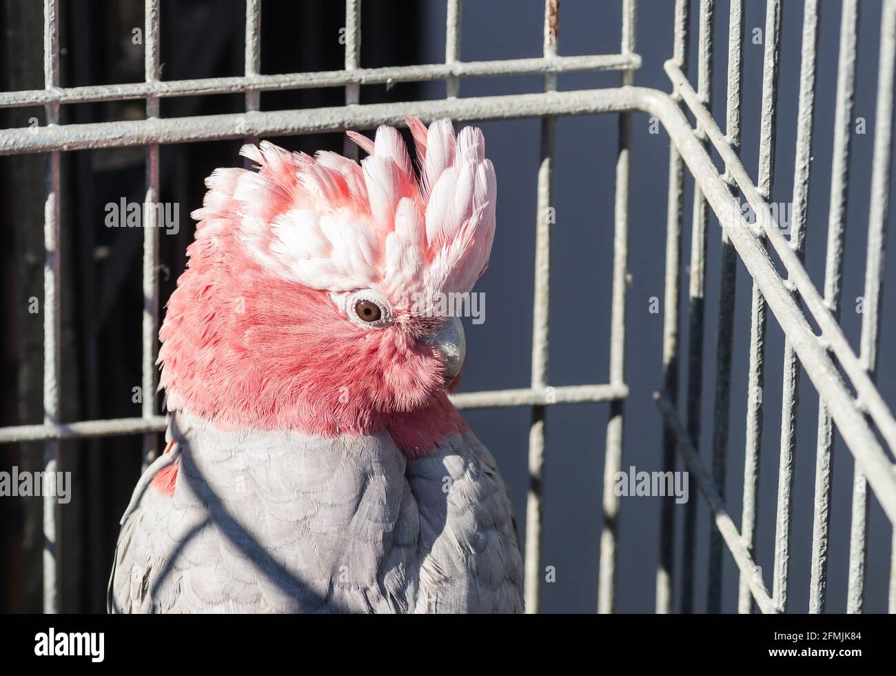 Exotic Rosa Kakadu-Galah, an Australian captive parrot Stock Photo - Alamy