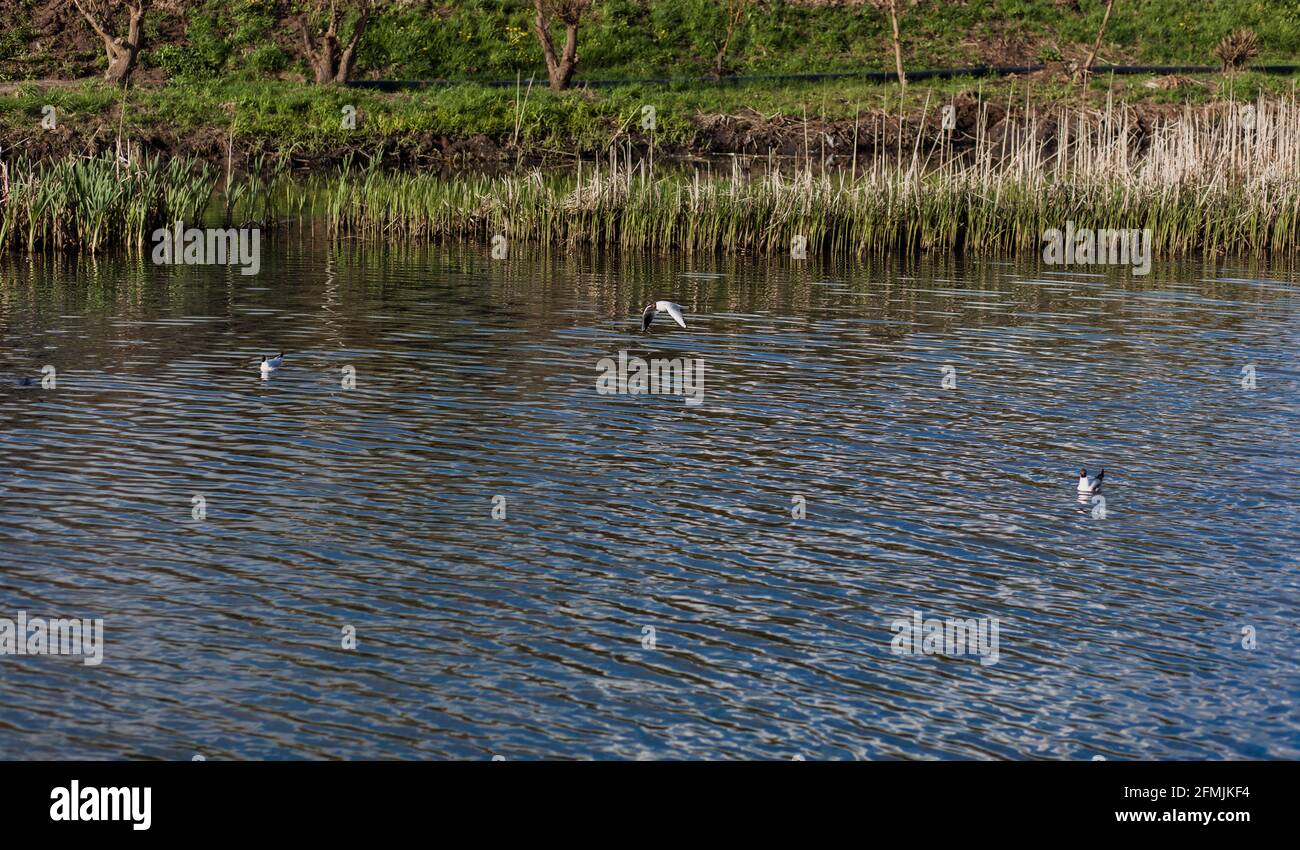 White beak rush hi-res stock photography and images - Alamy