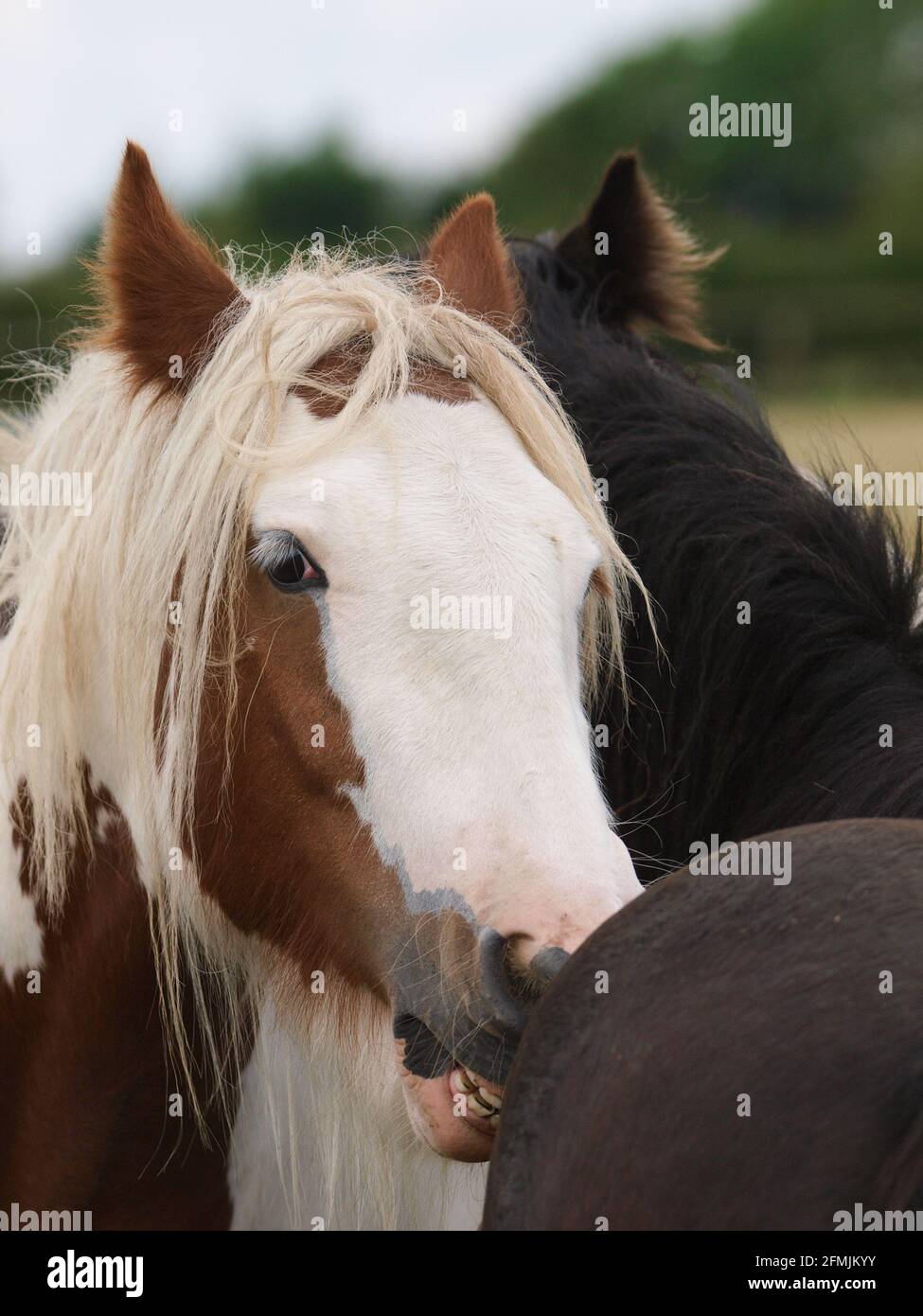 Two ponies mutual groom each other in a paddock Stock Photo - Alamy