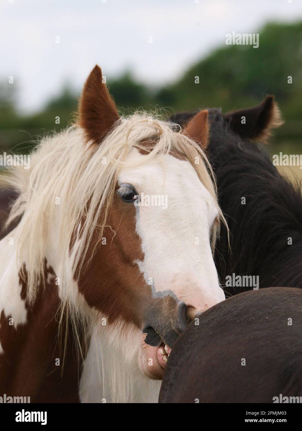 Pony ponies behaviour grooming two hi-res stock photography and images ...