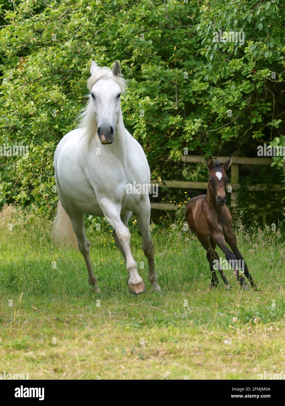 A beautiful mare and foal together in a paddock Stock Photo - Alamy