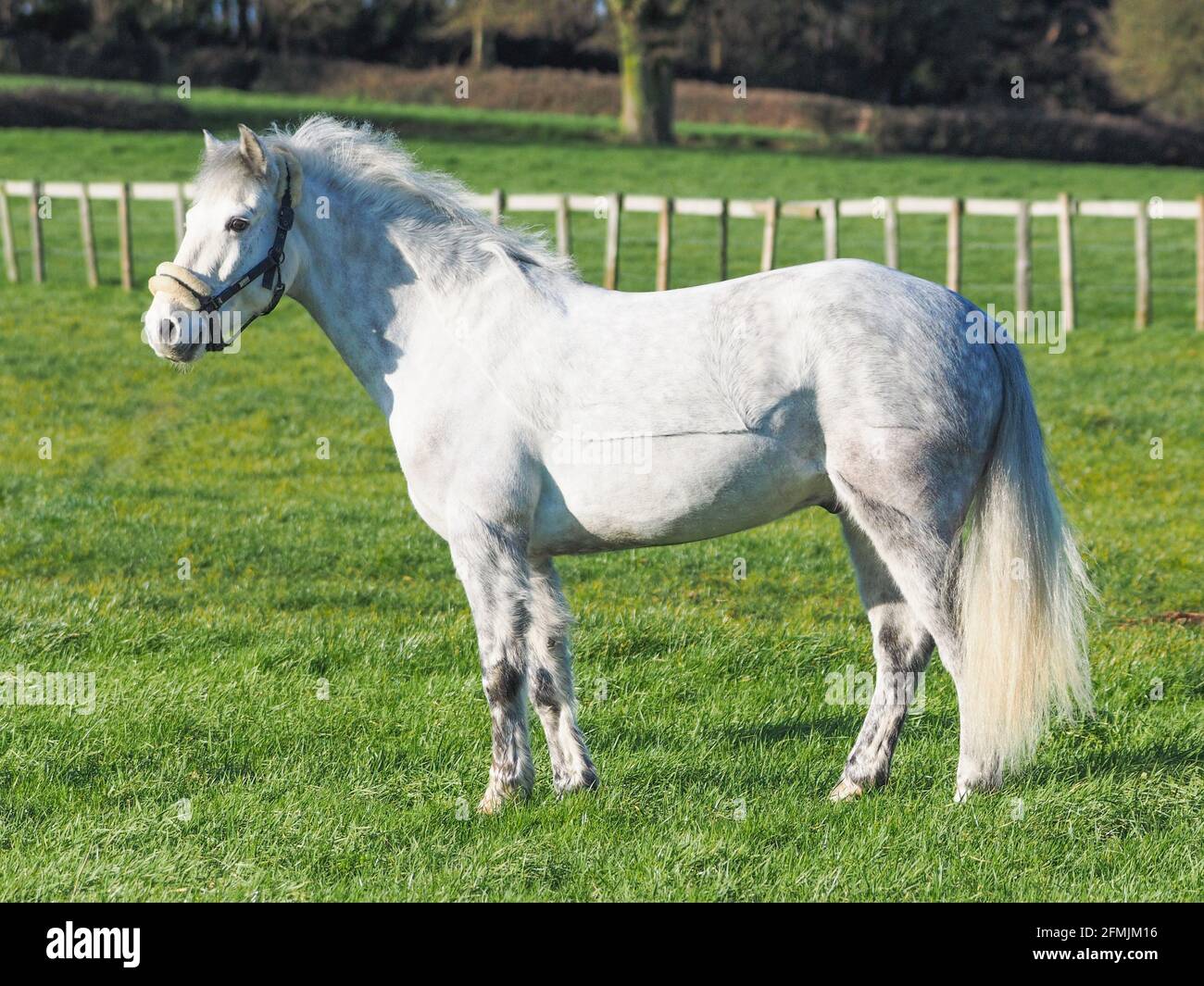 Trace horse hi-res stock photography and images - Alamy