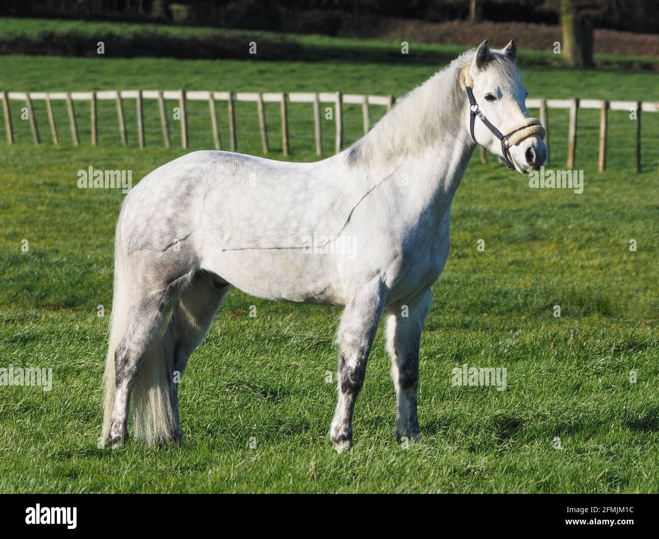 Trace horse hi-res stock photography and images - Alamy