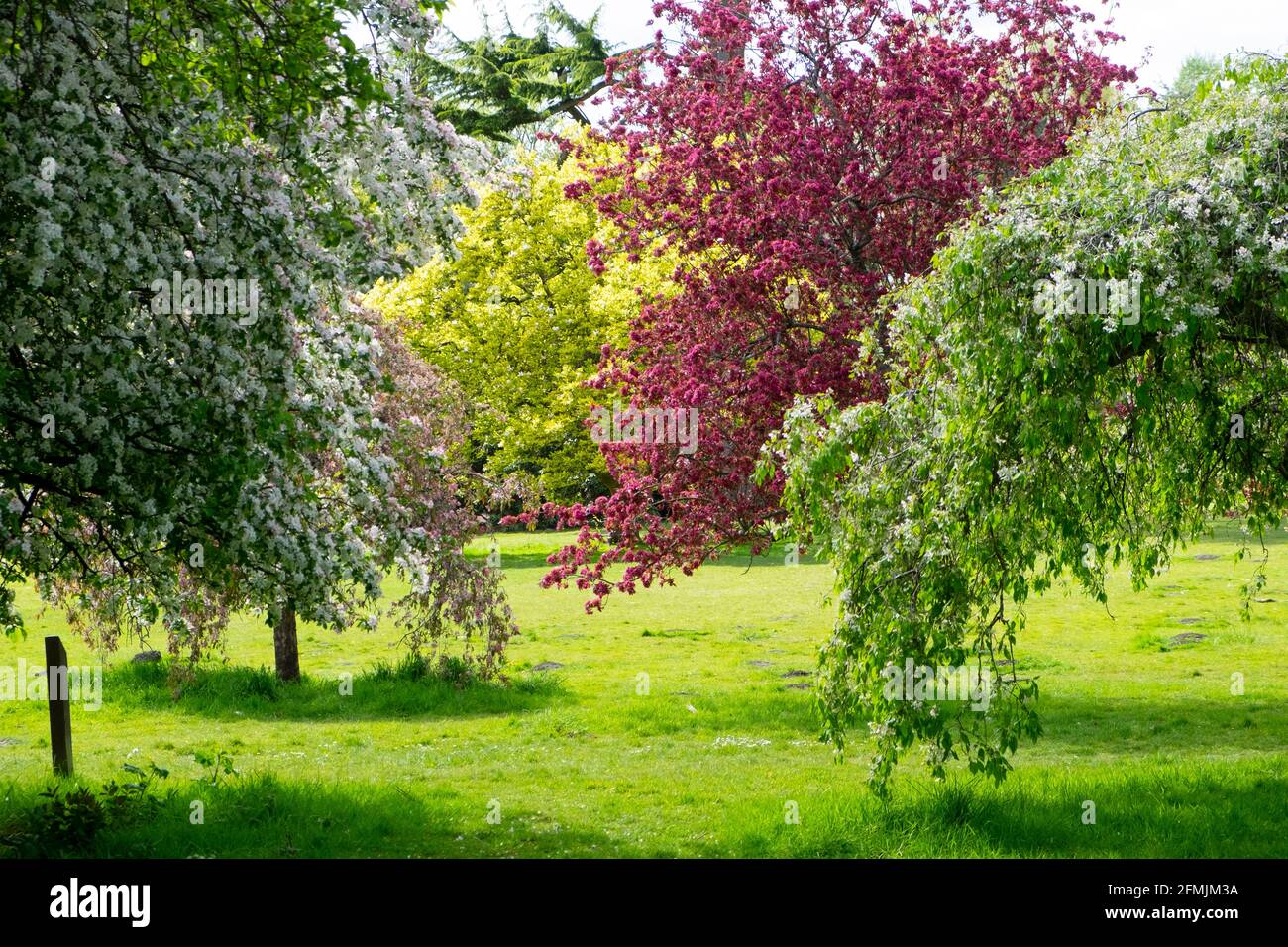 Beautiful trees in blossom in Bute Park landscape in spring May 2021 ...