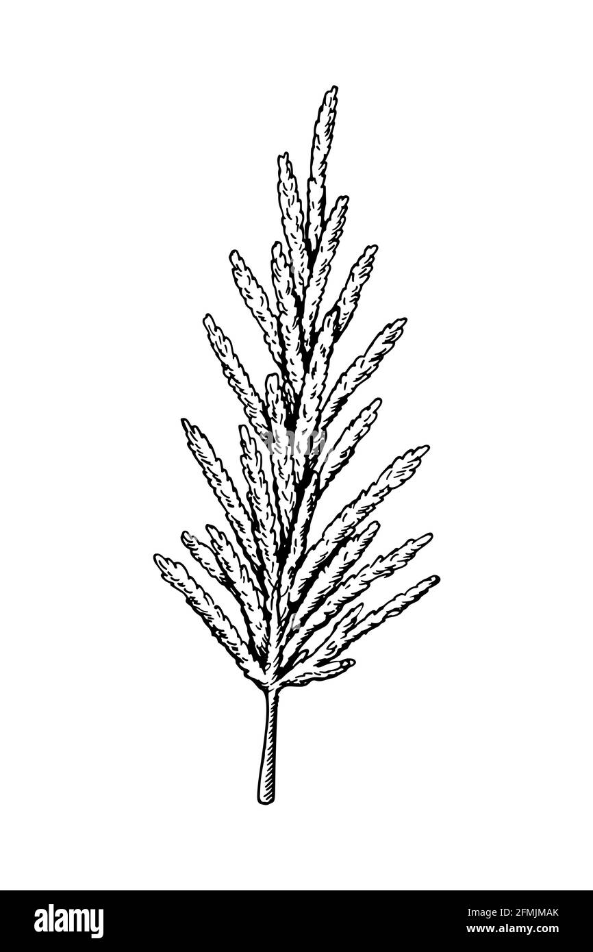 Hand drawn pampas grass isolated on white background. Vector ...