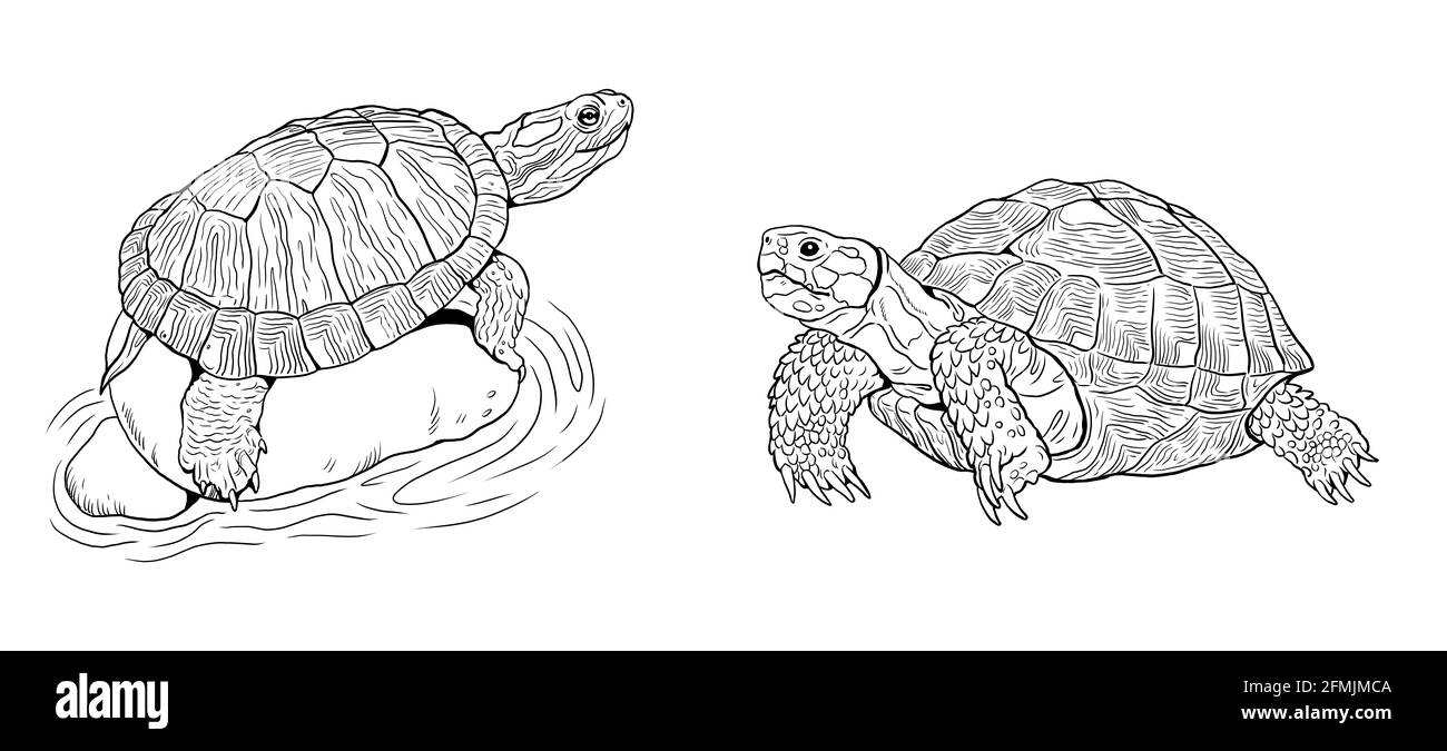 Turtle drawing Black and White Stock Photos & Images - Alamy