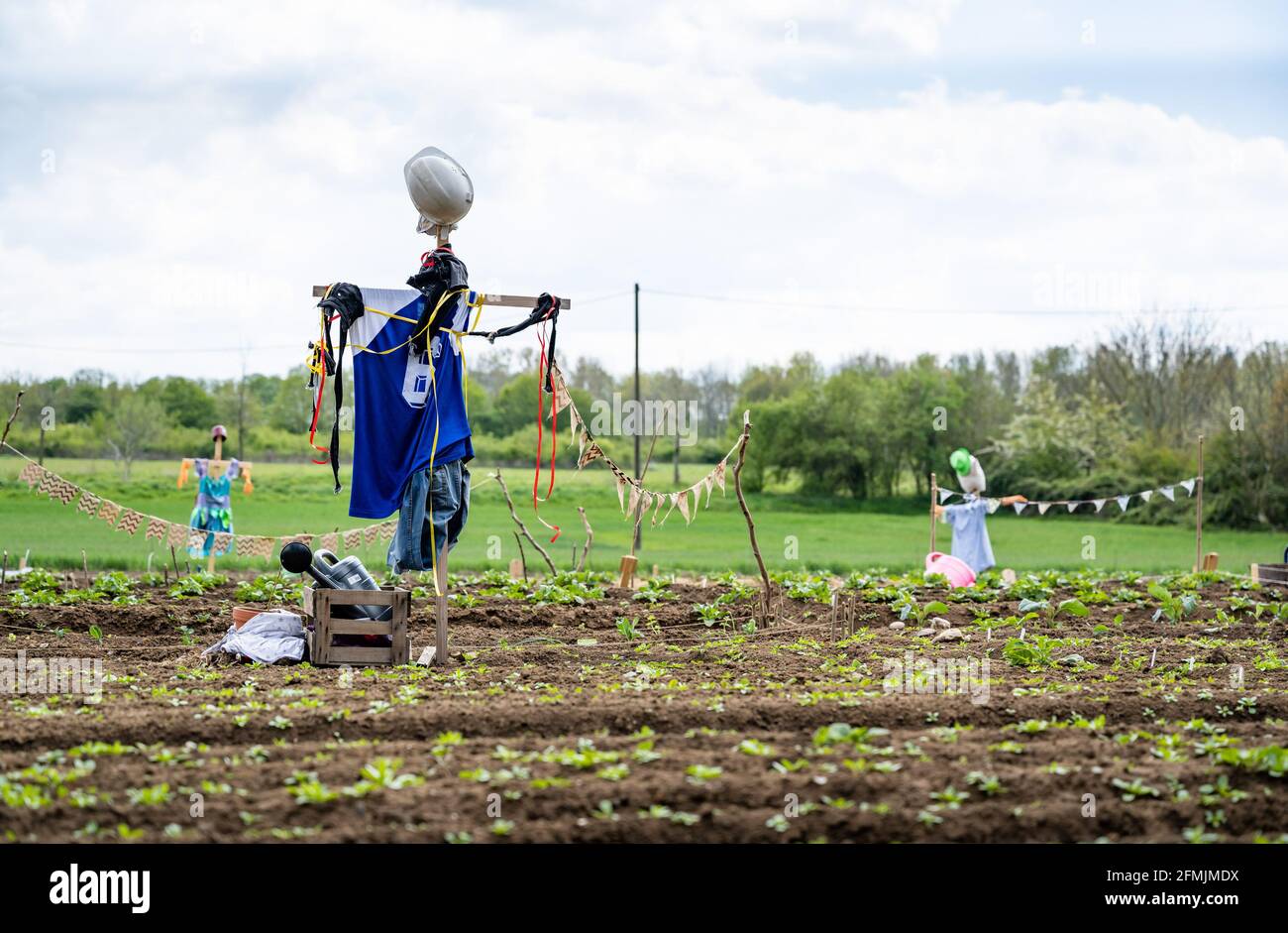 A scarecrow wearing a blue sports jersey and a construction site helmet ...