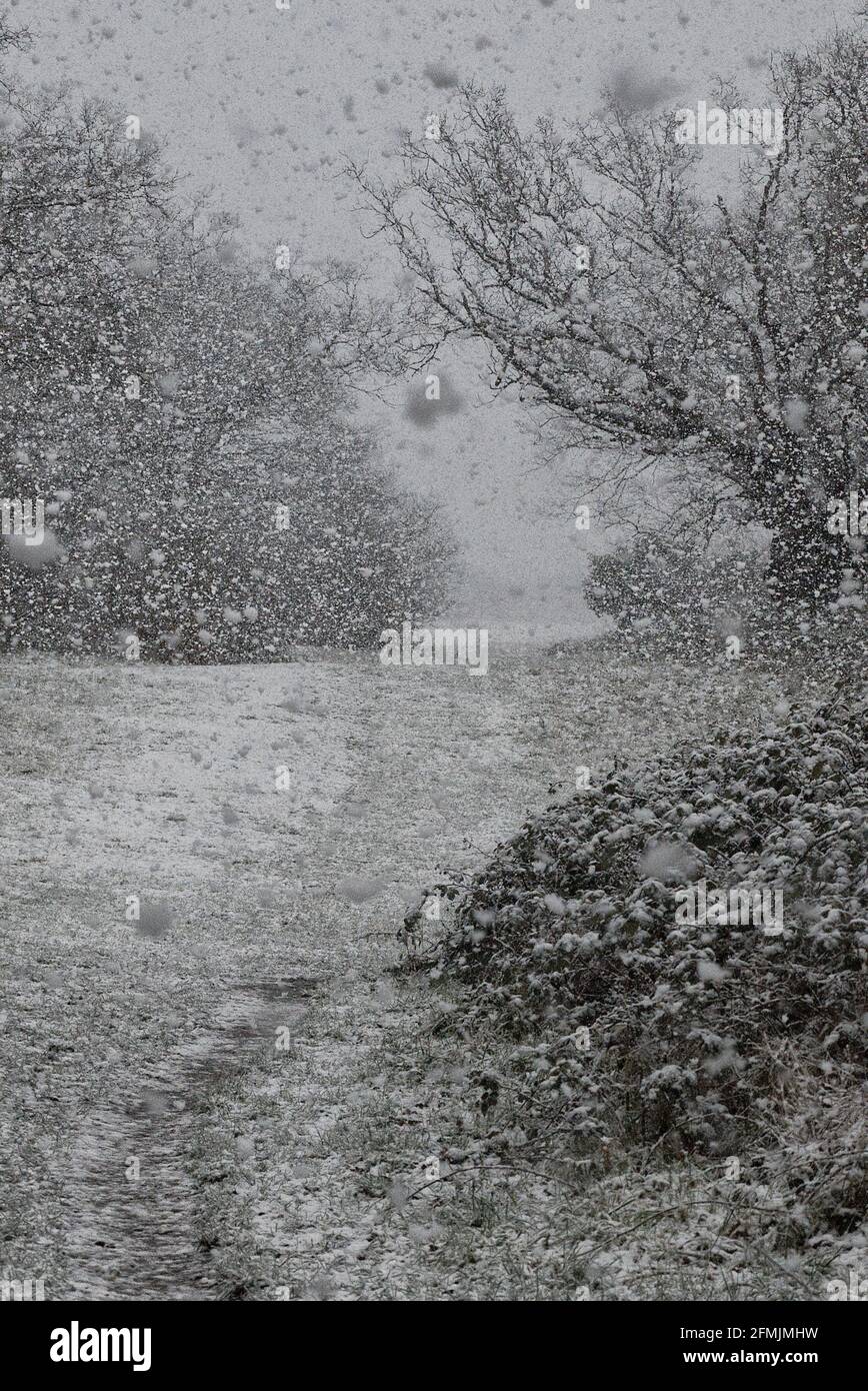 Wintery woodland hi-res stock photography and images - Alamy