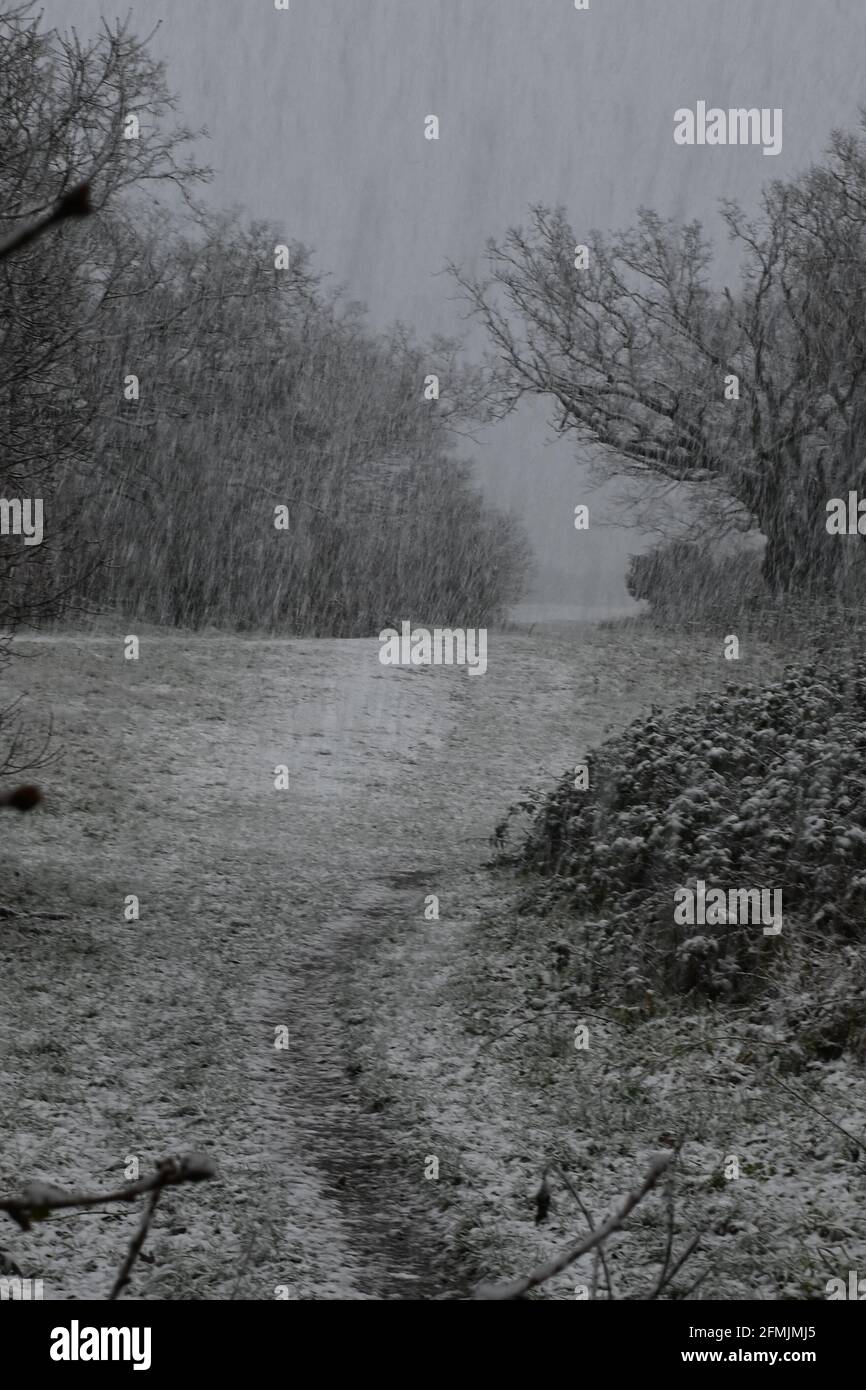 Snow storm woodland landscape Stock Photo - Alamy