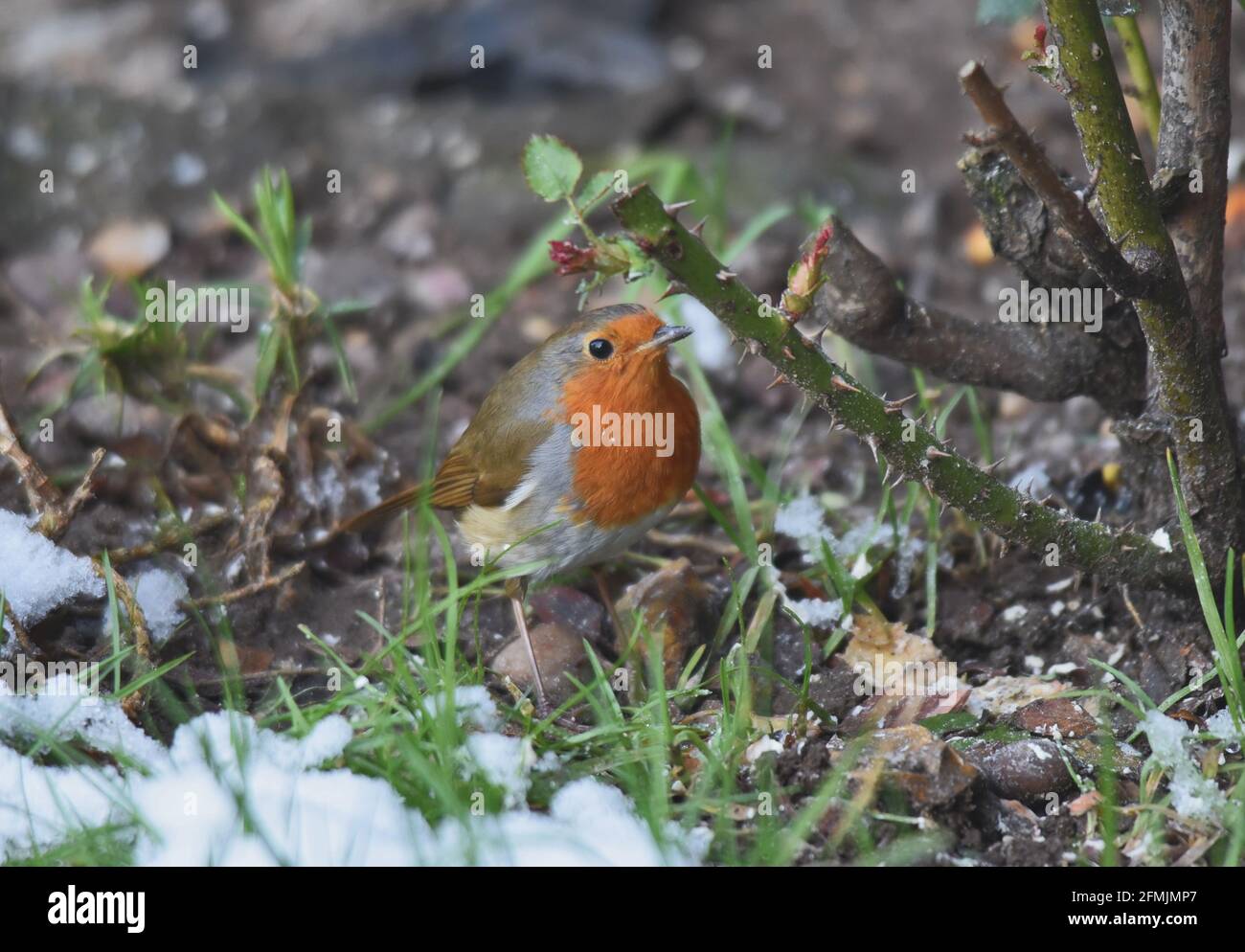Robin in a garden stood on the ground beside a rose bush with some snow ...