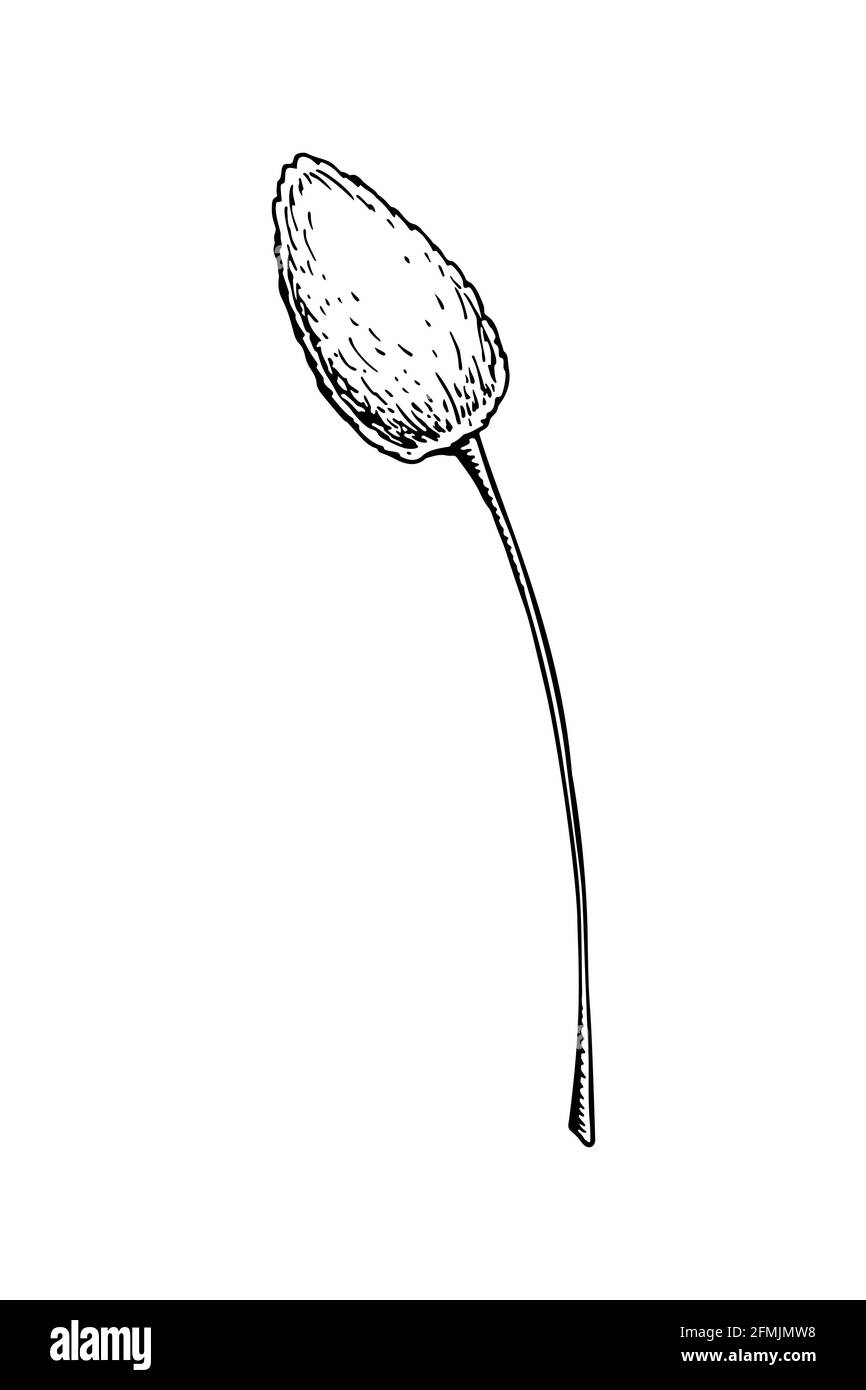 Hand drawn bunny tail grass isolated on white background. Vector ...