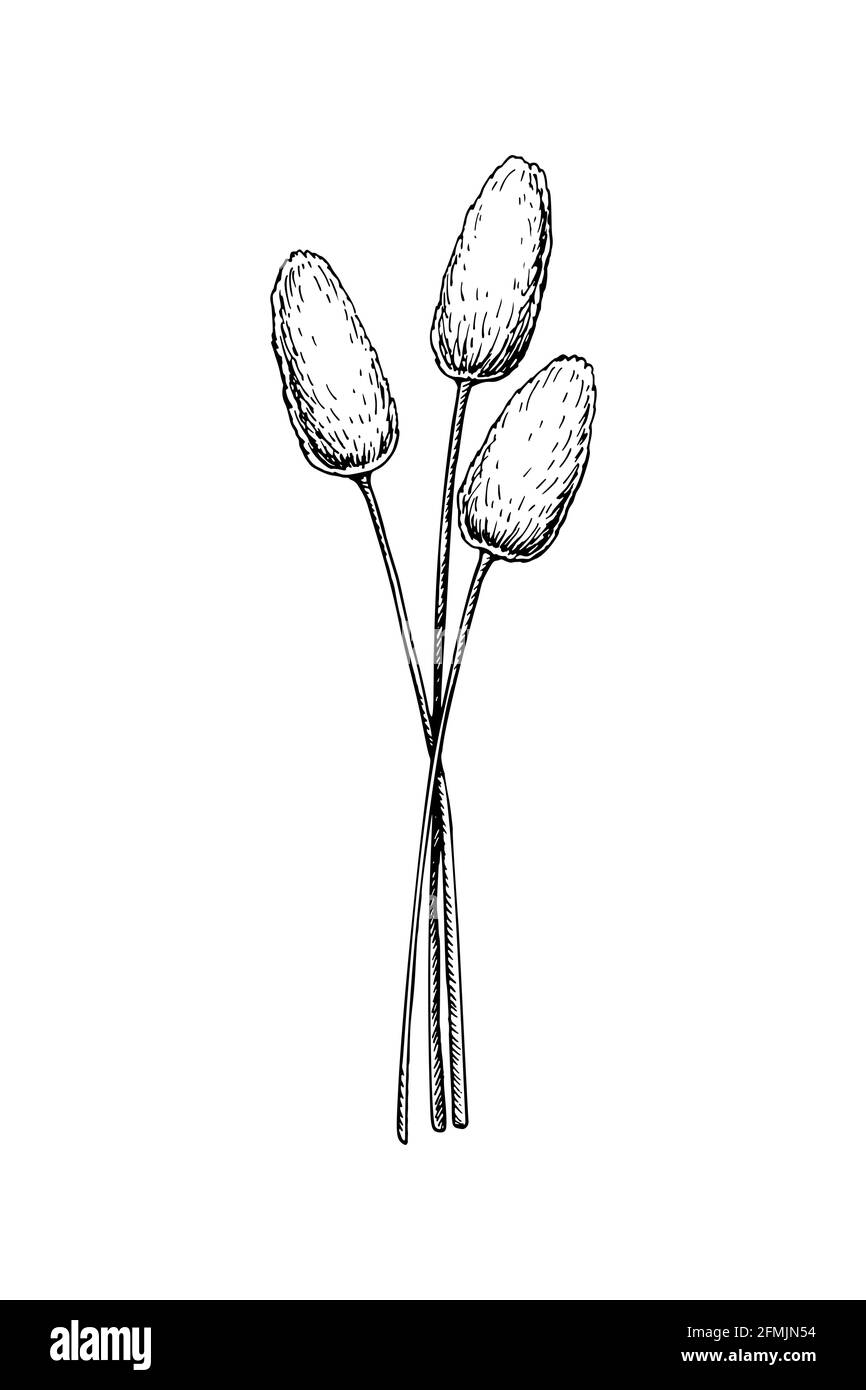 Hand drawn bunny tail grass isolated on white background. Vector ...