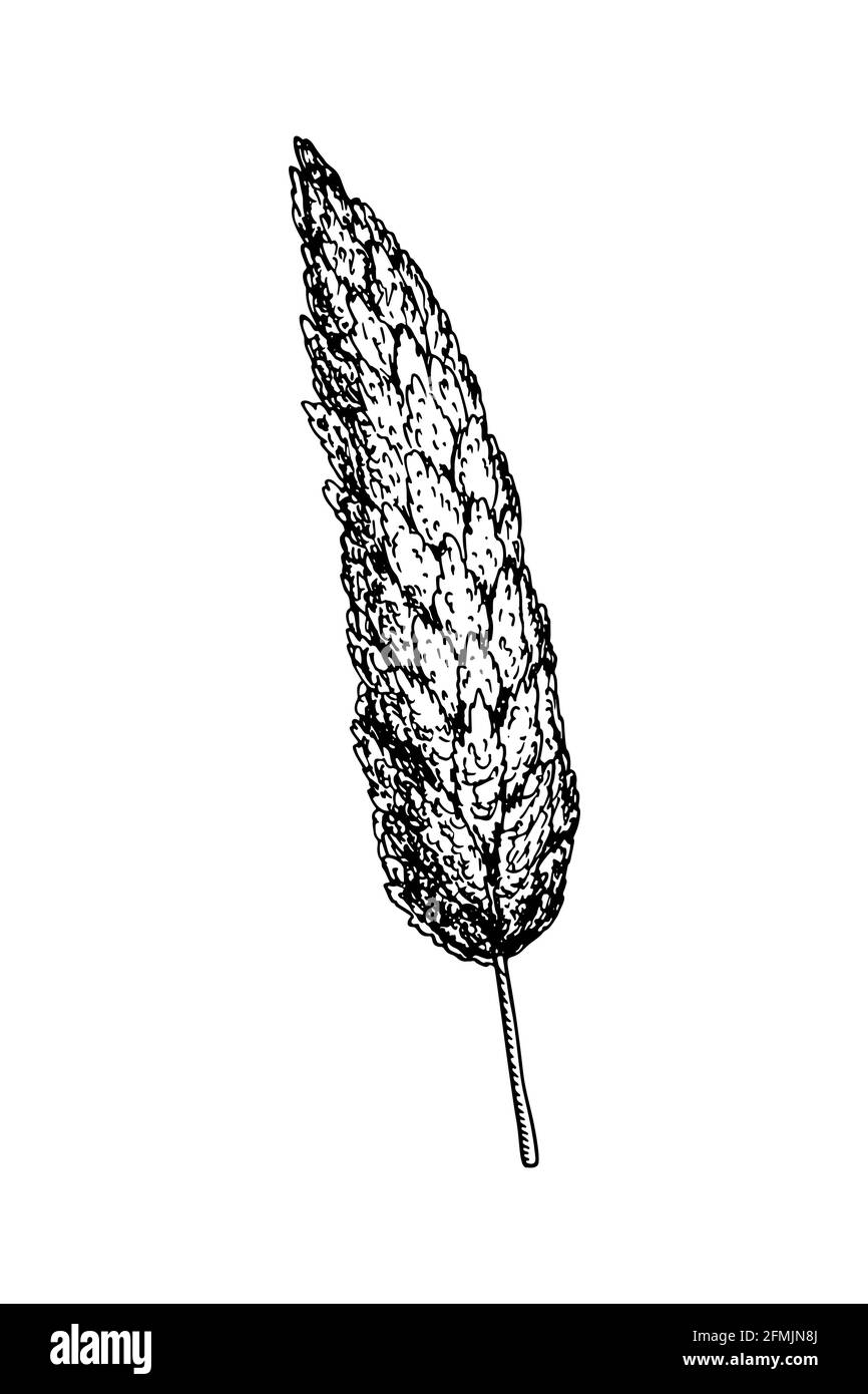Reed pen Stock Vector Images - Alamy