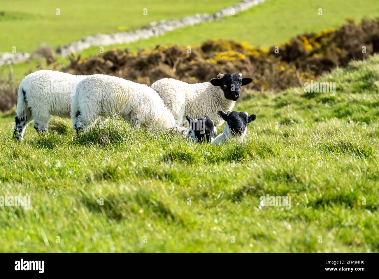 Cute blackface sheep lambs in a field in County Donegal - Ireland Stock ...