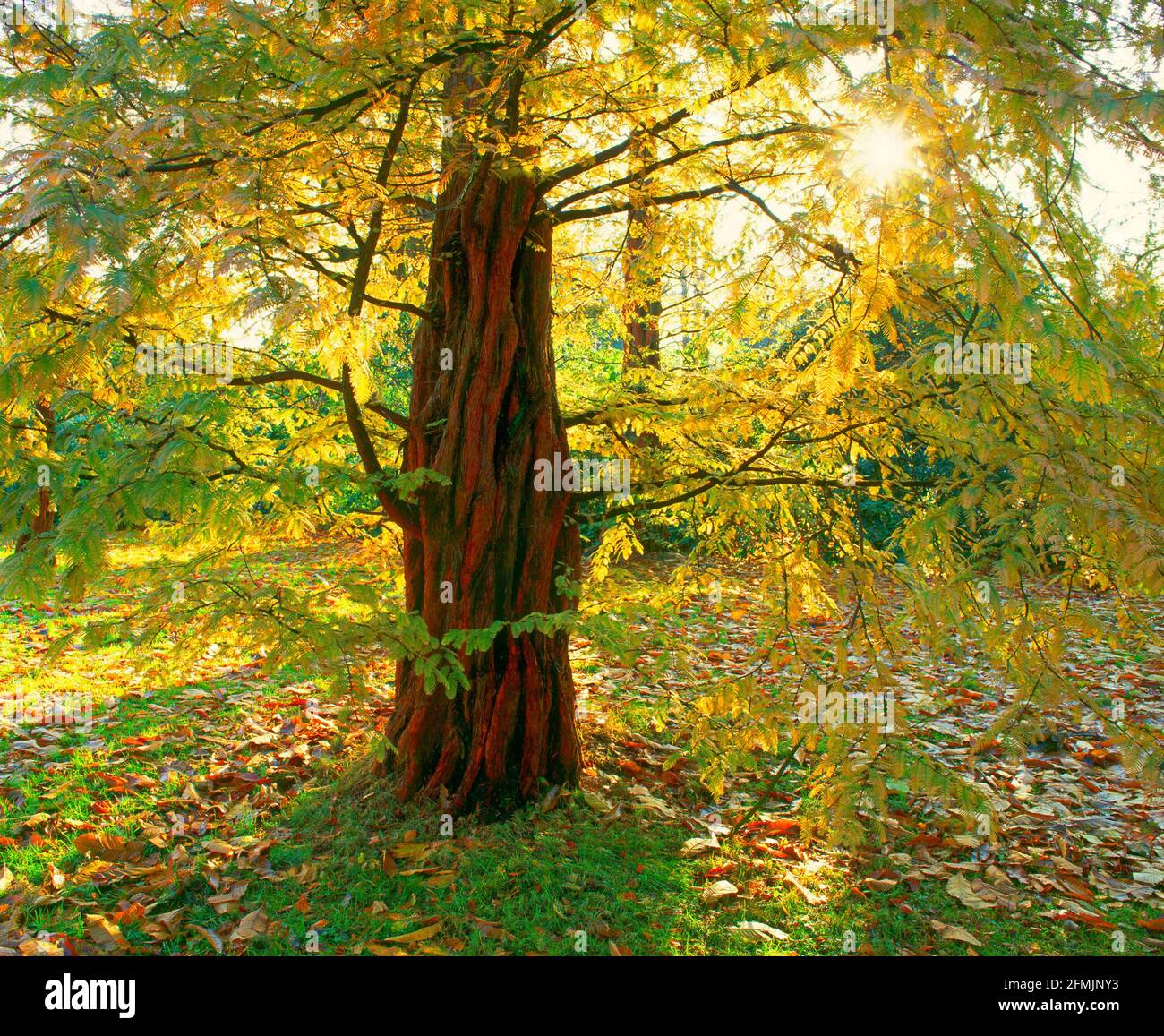 Swamp cypress tree hi-res stock photography and images - Alamy